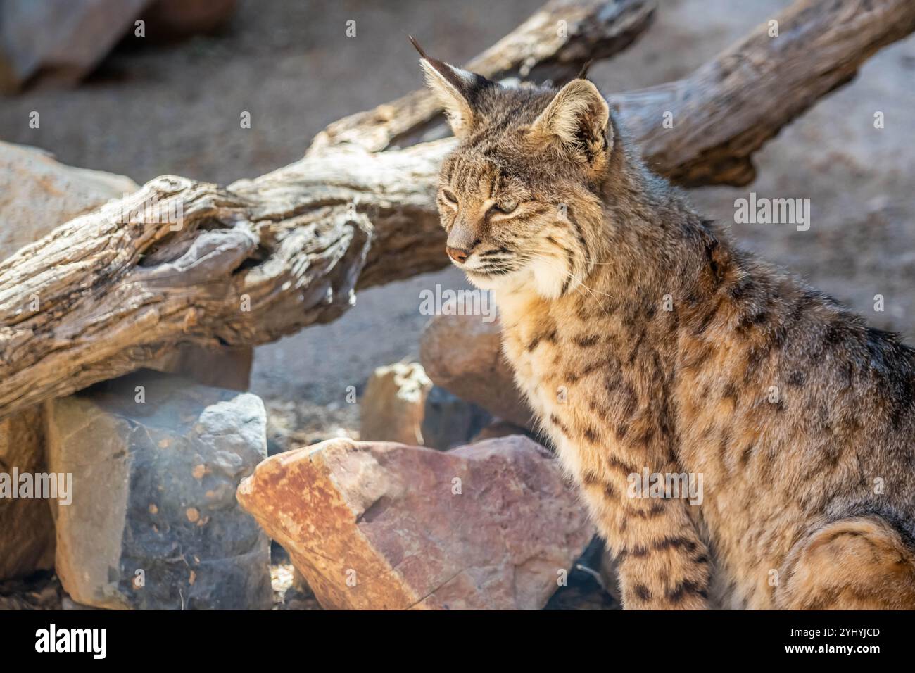 Spotted bobcat hi-res stock photography and images - Alamy