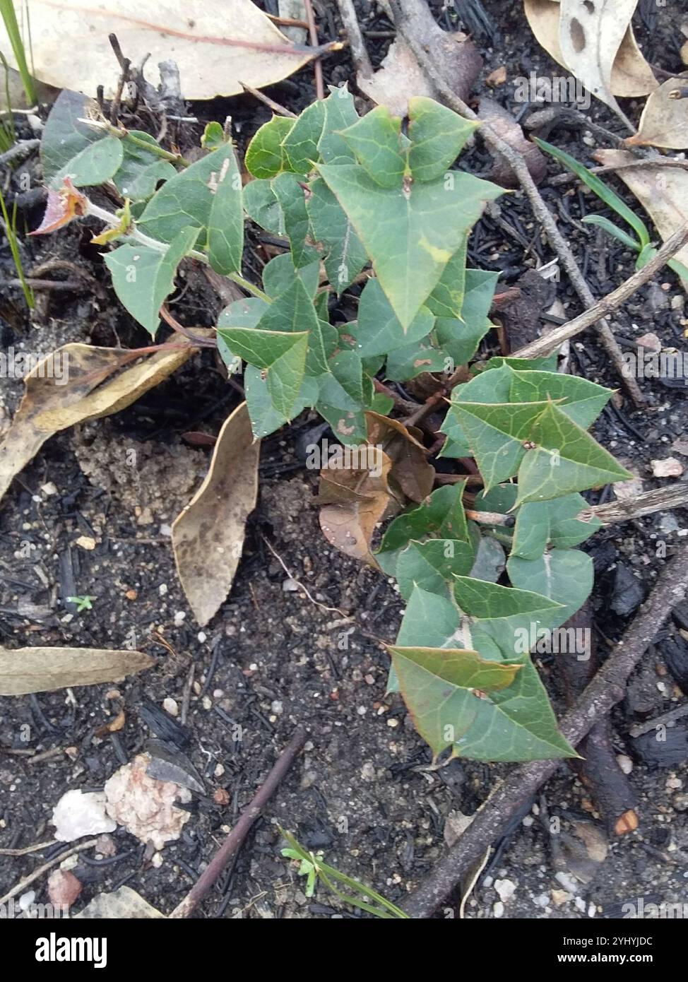 Common Flat-pea (Platylobium obtusangulum Stock Photo - Alamy