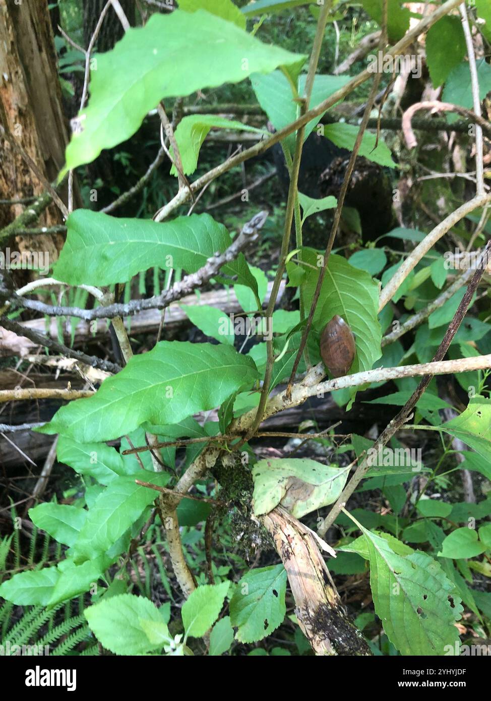 Buckthorn Bully (Sideroxylon lycioides Stock Photo - Alamy