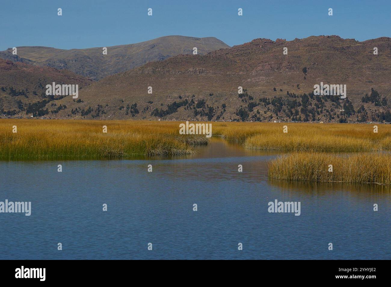 California bulrush (Schoenoplectus californicus Stock Photo - Alamy