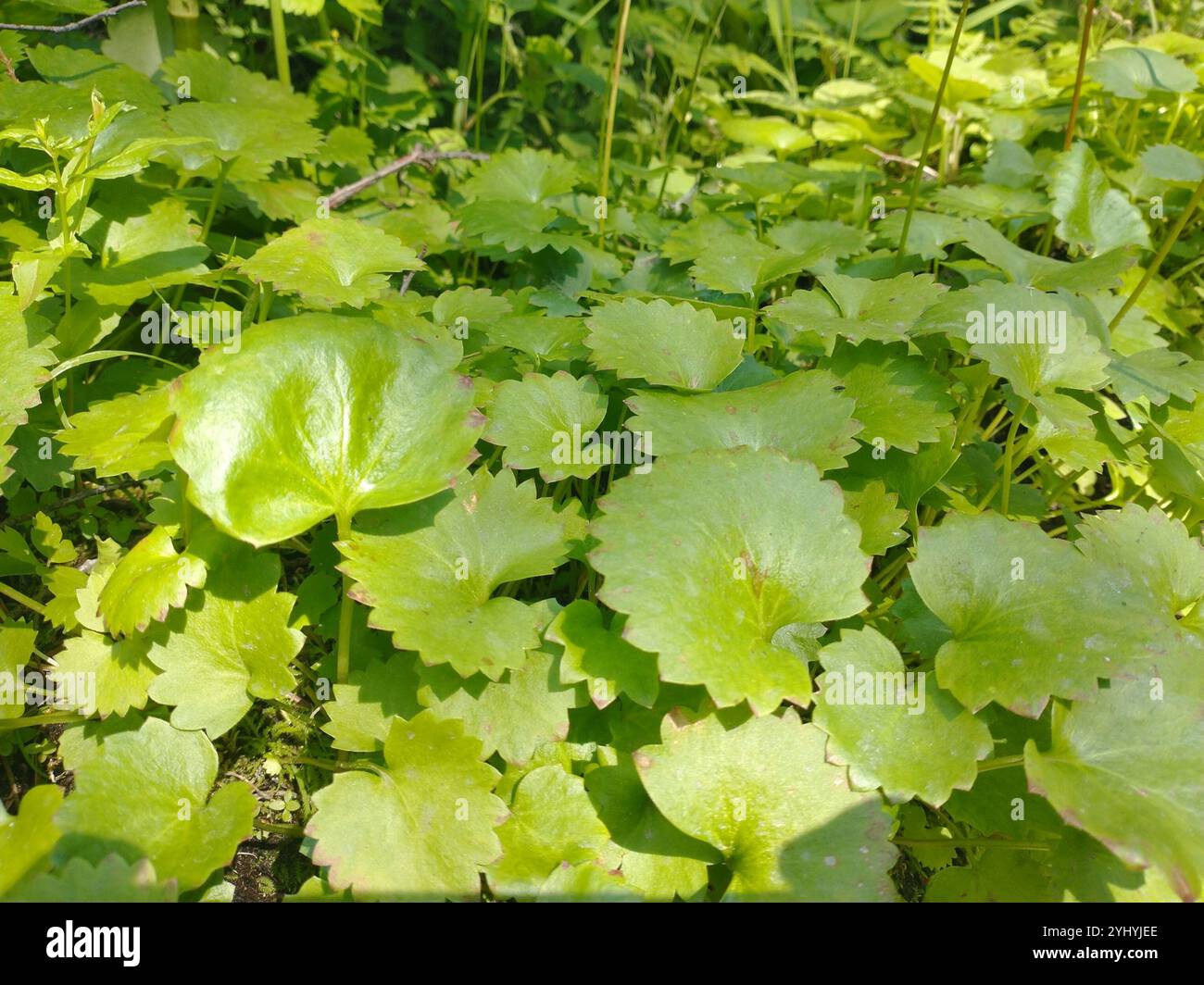Brook Saxifrage (Micranthes odontoloma Stock Photo - Alamy