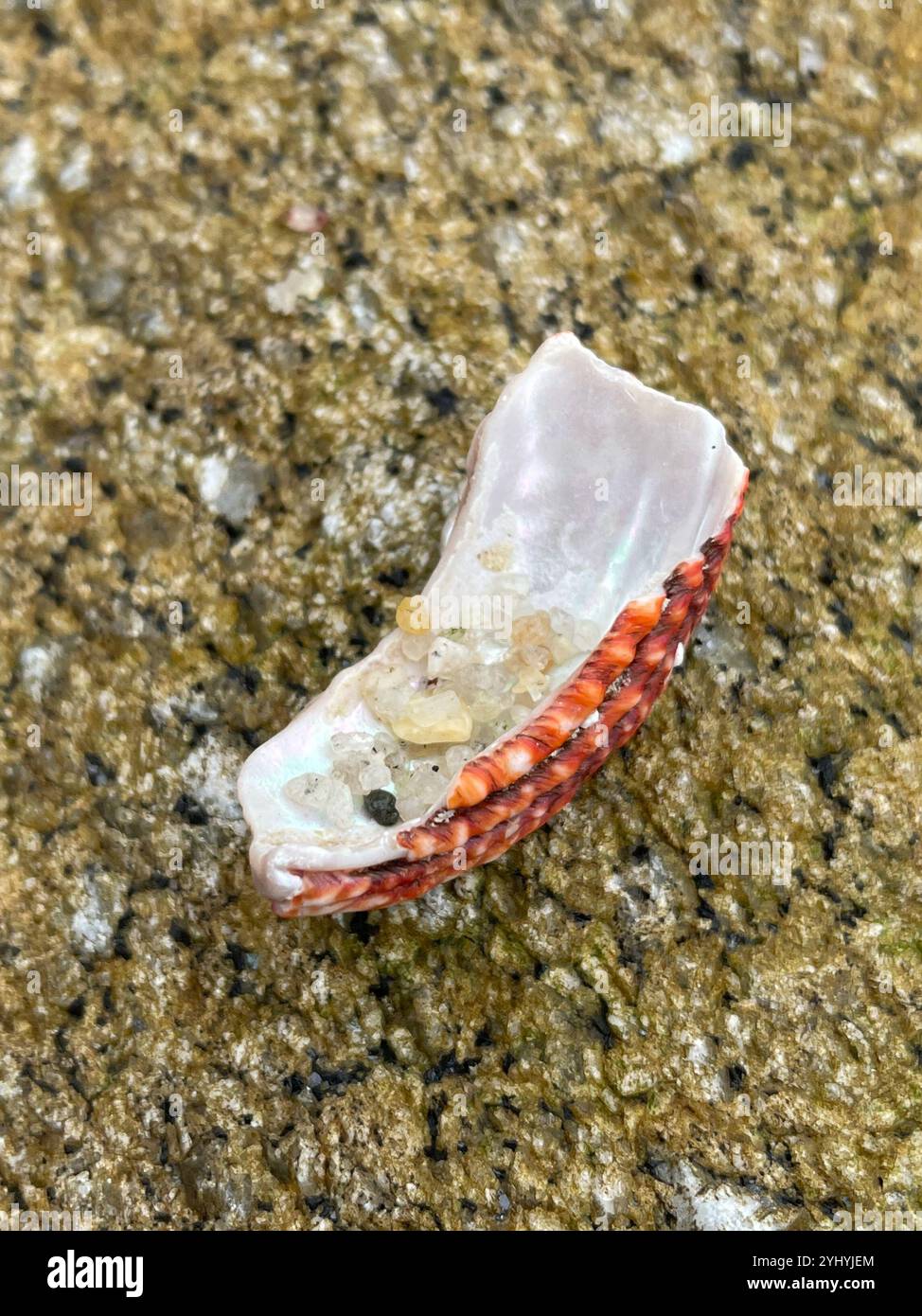 Pomaulax gibberosus hi-res stock photography and images - Alamy