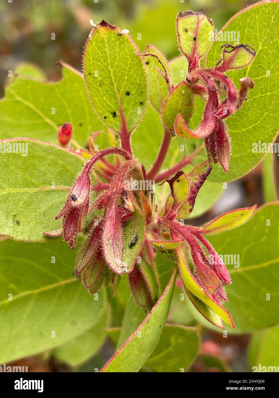 Montereyensis hi-res stock photography and images - Alamy
