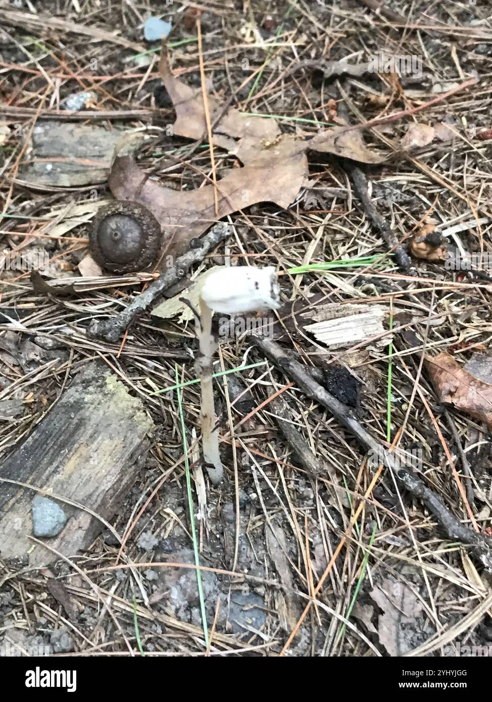 Ghost Pipe (Monotropa uniflora Stock Photo - Alamy