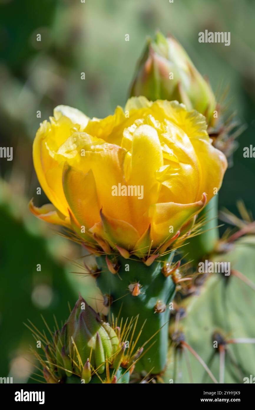 A greeny, spiny plants blooming along the trail of the desert museum ...