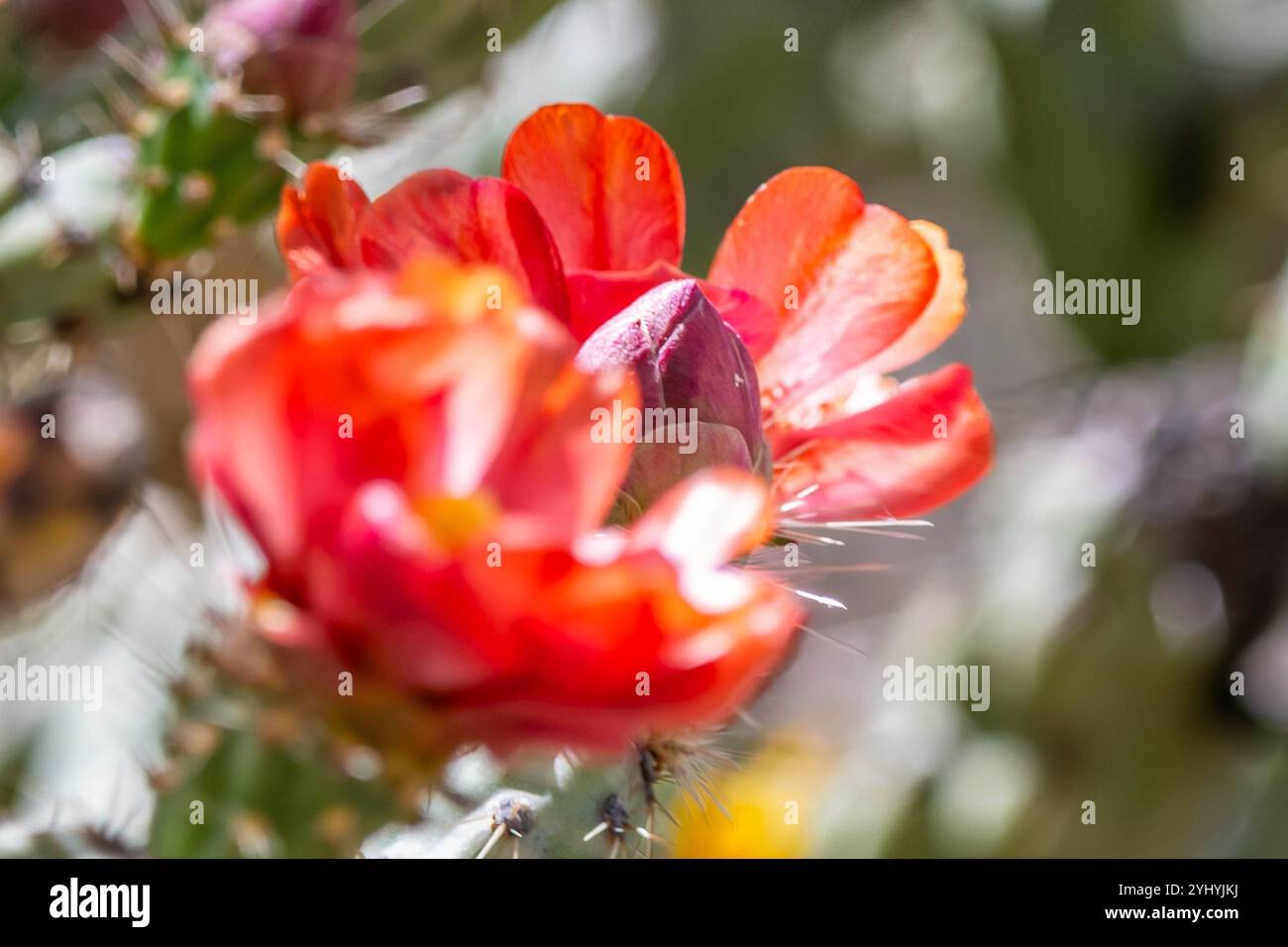 A greeny, spiny plants blooming along the trail of the desert museum ...