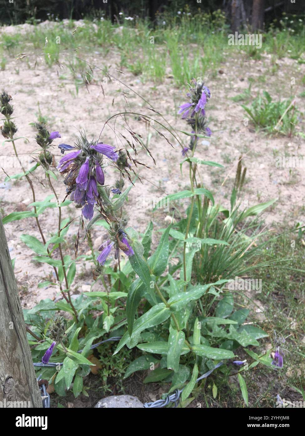 Whipple's penstemon (Penstemon whippleanus Stock Photo - Alamy