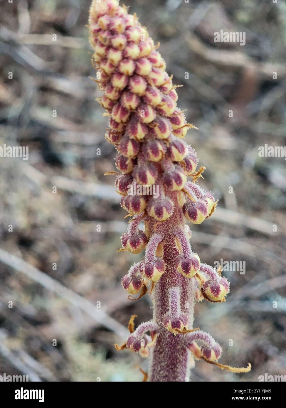 woodland pinedrops (Pterospora andromedea Stock Photo - Alamy