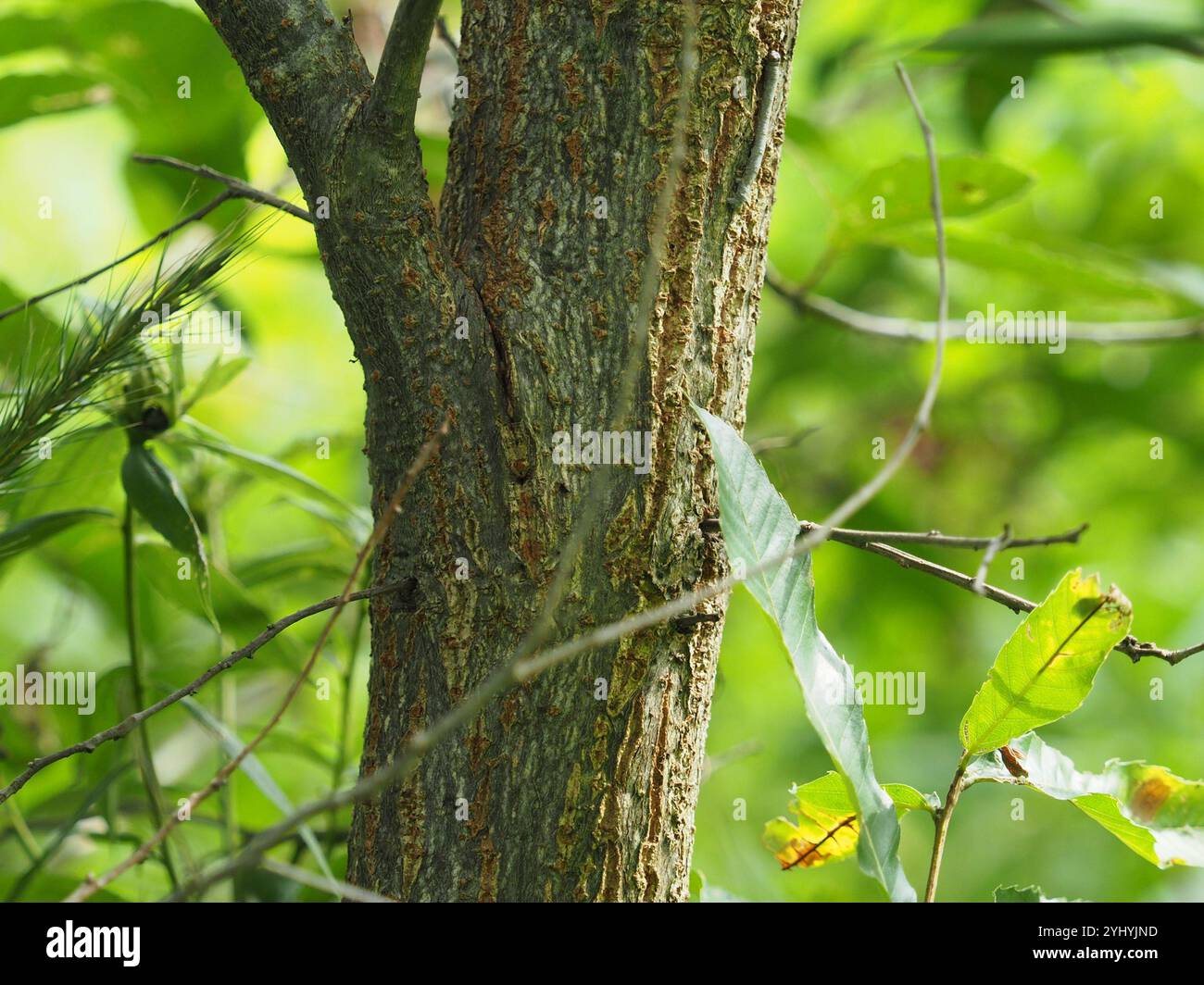 Sawtooth oak (Quercus acutissima Stock Photo - Alamy