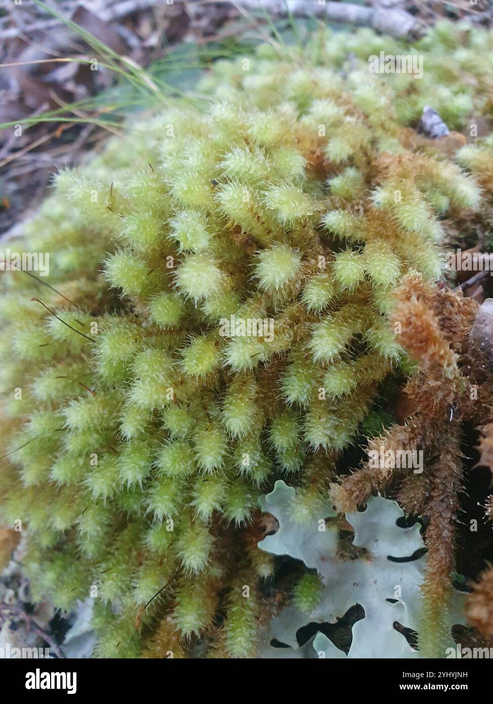 pipe-cleaner moss (Ptychomnion aciculare Stock Photo - Alamy