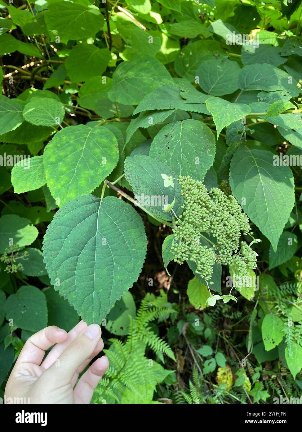 wild hydrangea (Hydrangea arborescens Stock Photo - Alamy