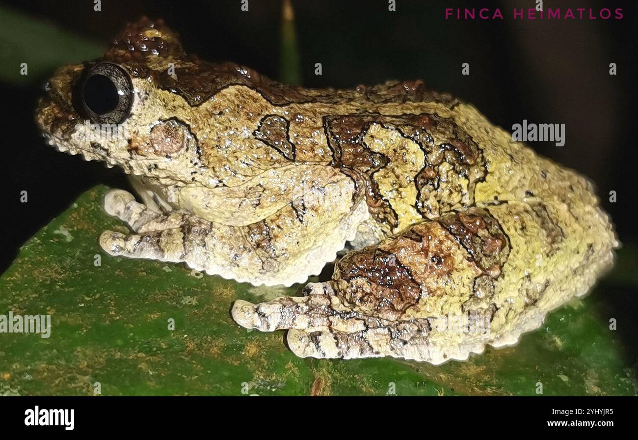 Marbled Tree Frog (Dendropsophus marmoratus Stock Photo - Alamy