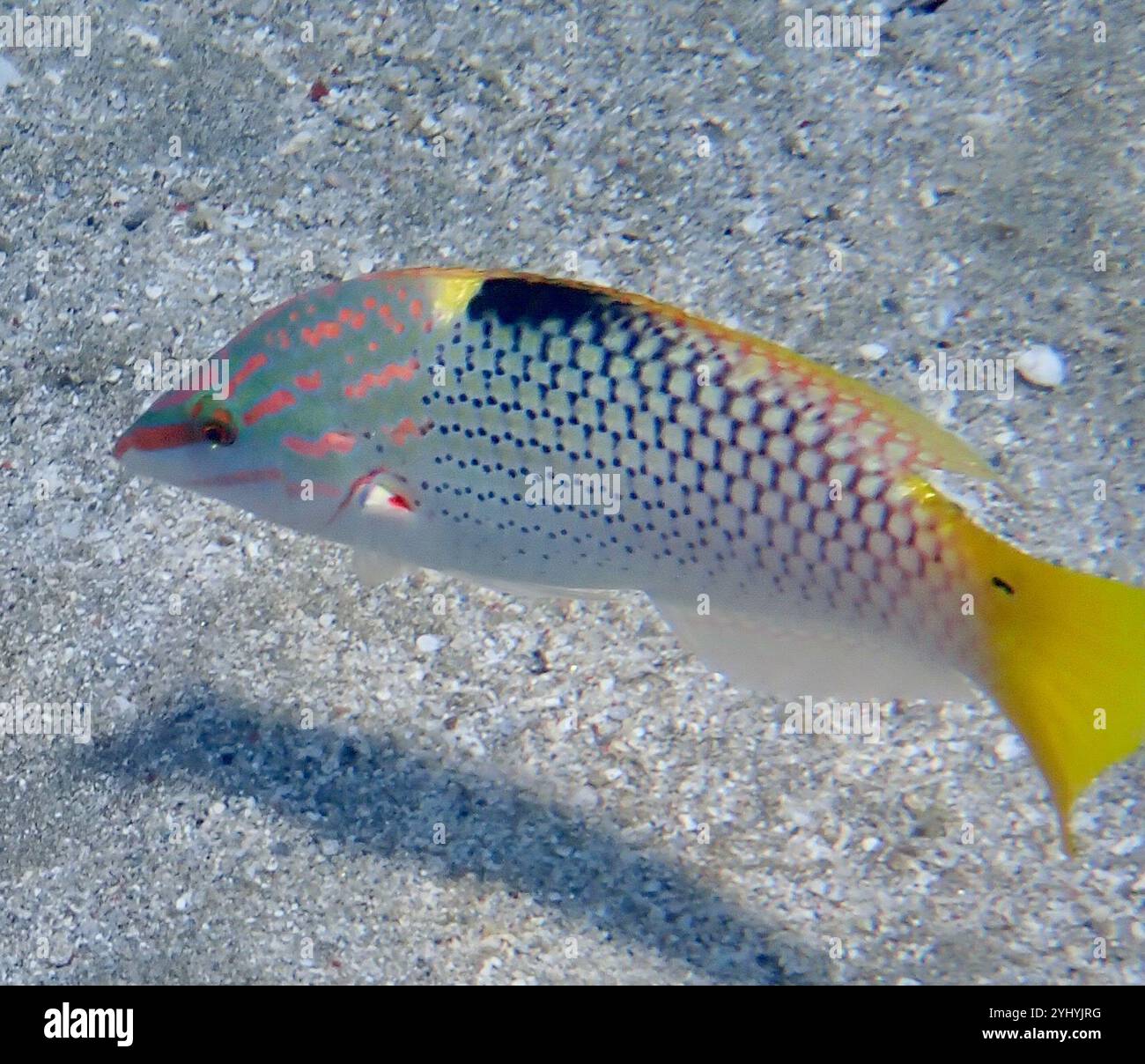 Checkerboard Wrasse (Halichoeres hortulanus Stock Photo - Alamy