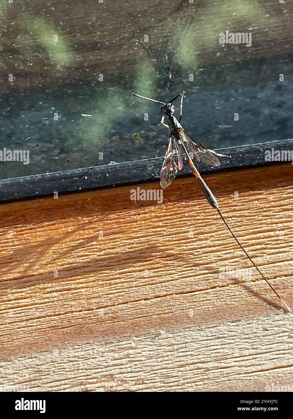 Javelin Wasp (Gasteruption jaculator Stock Photo - Alamy