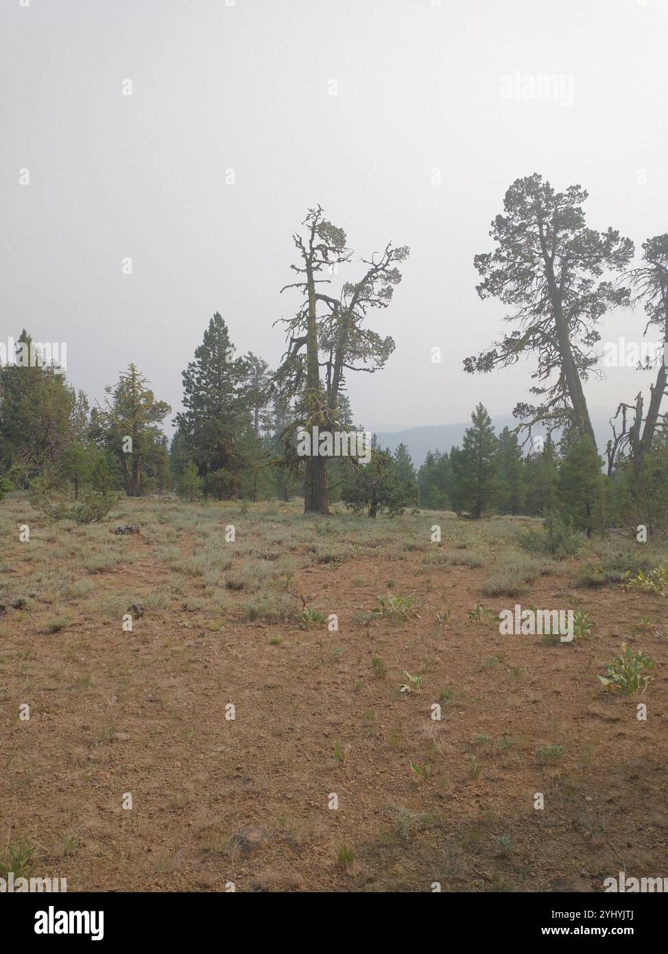 low sagebrush (Artemisia arbuscula Stock Photo - Alamy