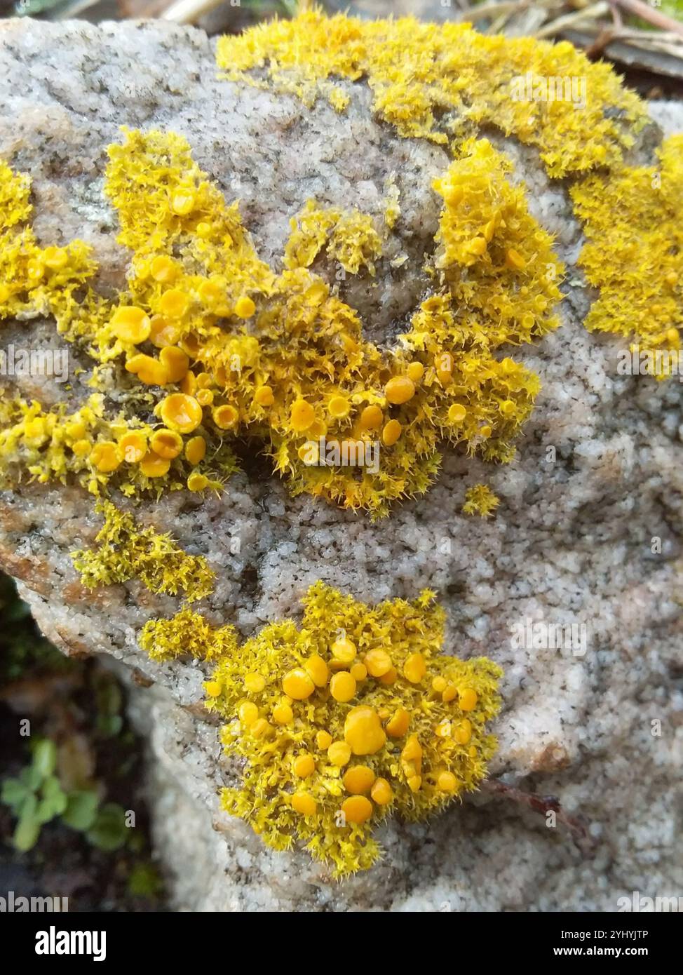 Golden-eye Lichen (Teloschistes chrysophthalmus Stock Photo - Alamy