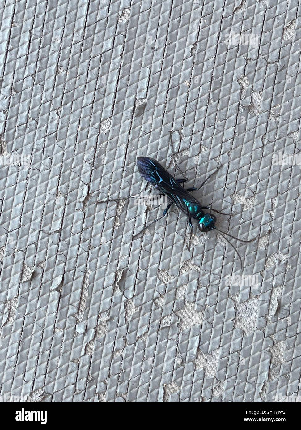 Steel-blue Cricket-hunter Wasp (Chlorion aerarium Stock Photo - Alamy