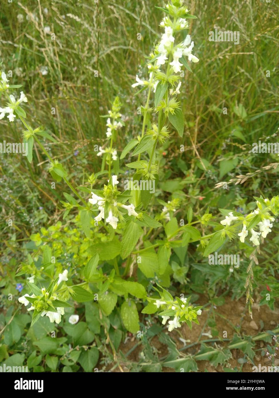 Annual Yellow-woundwort (Stachys annua Stock Photo - Alamy