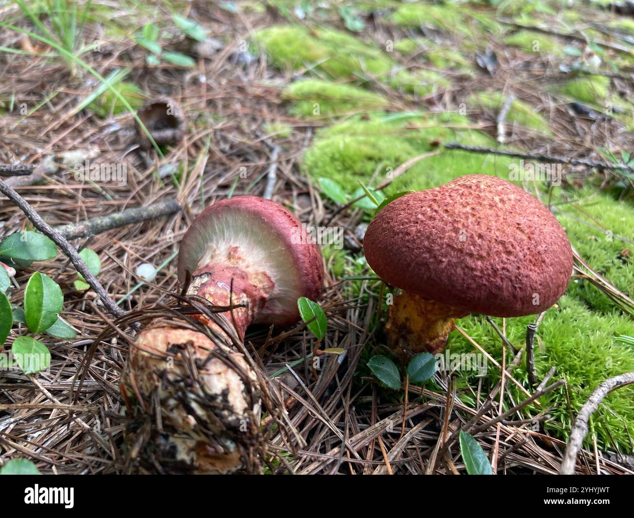 Painted Suillus (Suillus spraguei Stock Photo - Alamy