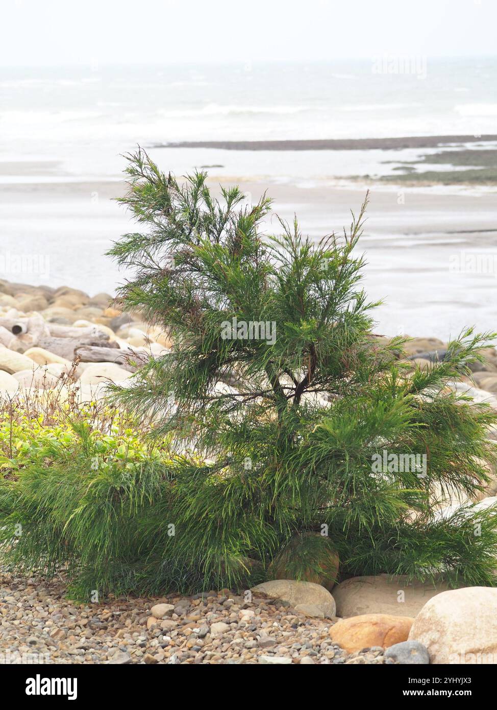 Beach Sheoak (Casuarina equisetifolia Stock Photo - Alamy