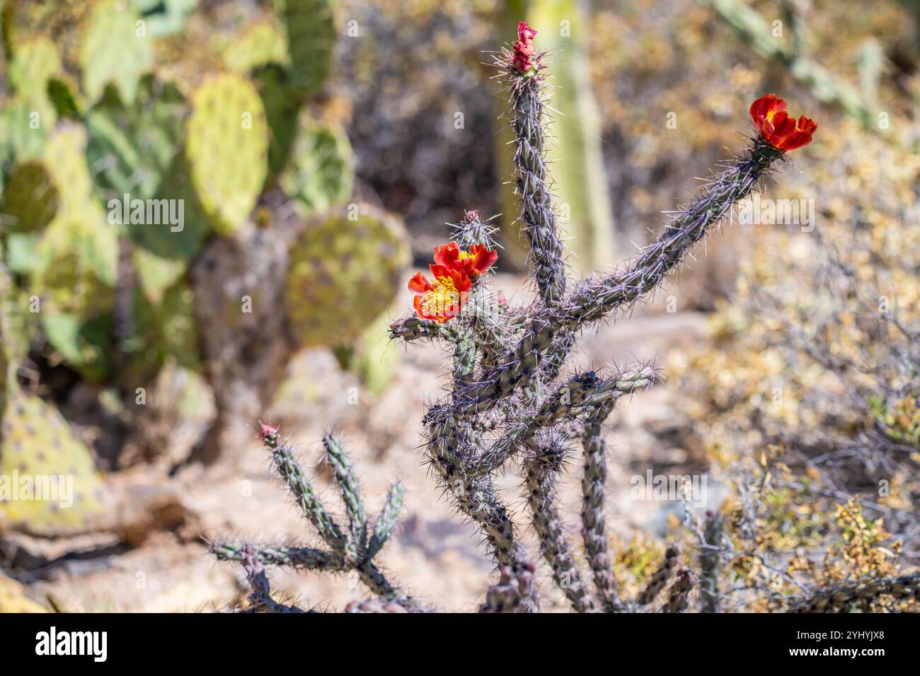 A flowering cactus in Tucson, Arizona Stock Photo - Alamy