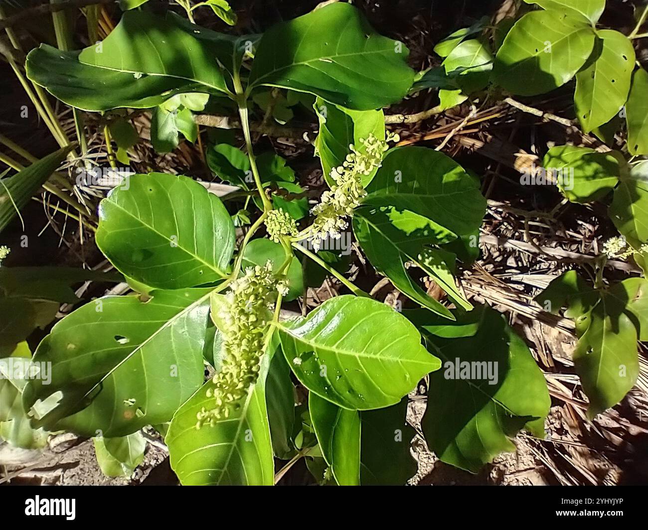 Allophylus hi-res stock photography and images - Alamy