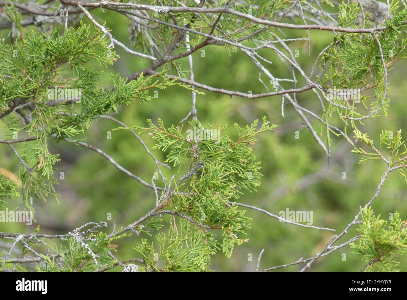 Seaside Juniper (Juniperus maritima Stock Photo - Alamy