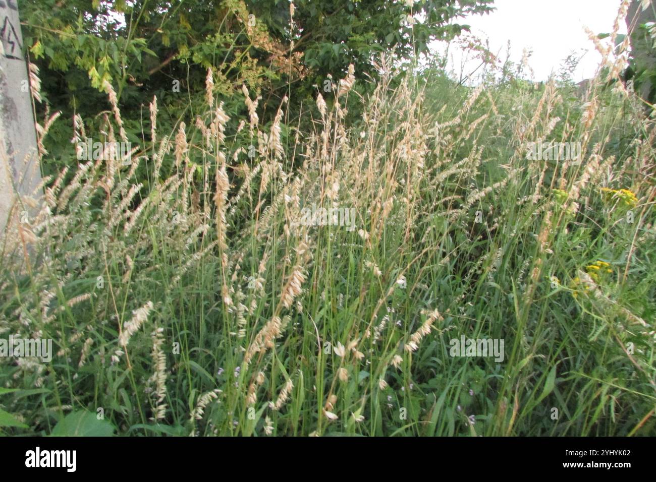 Siberian Melicgrass (Melica altissima Stock Photo - Alamy