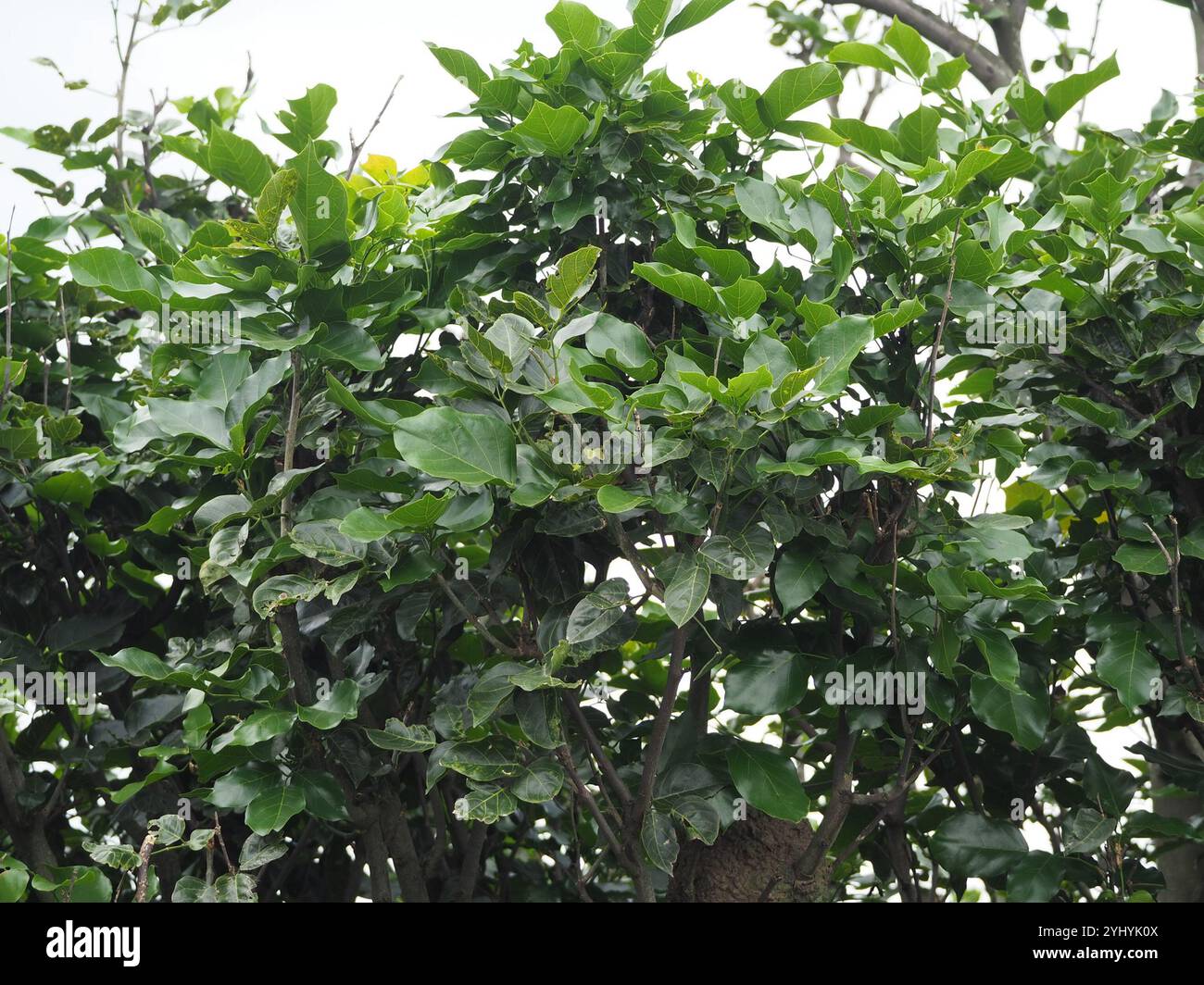 Indian beech tree (Millettia pinnata Stock Photo - Alamy