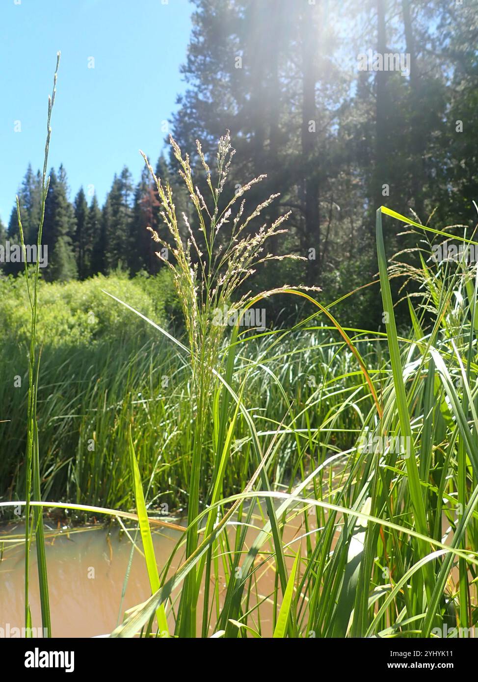 American manna grass (Glyceria grandis Stock Photo - Alamy