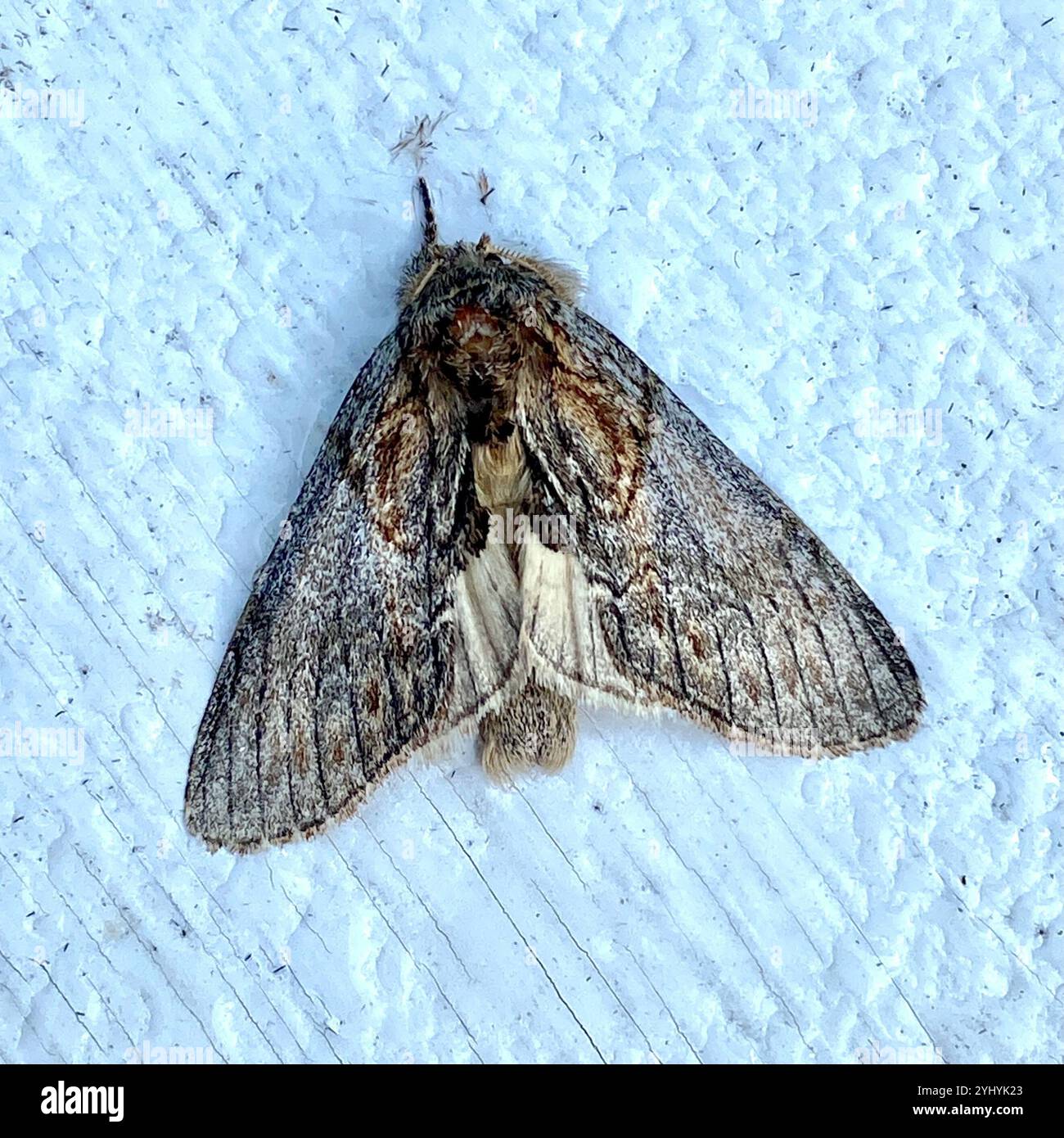 Oval-based Prominent (Peridea basitriens Stock Photo - Alamy