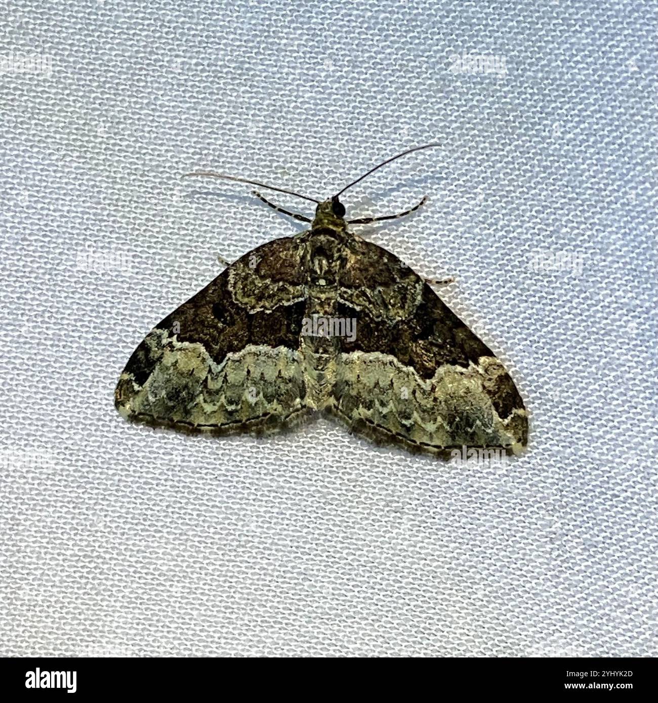 American Sharp-angled Carpet (Euphyia intermediata Stock Photo - Alamy