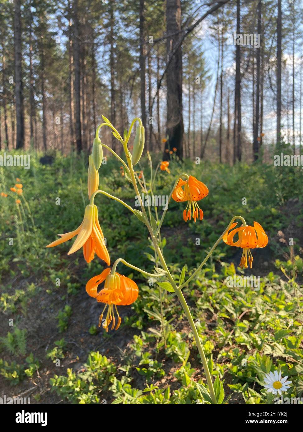 Columbia lily (Lilium columbianum Stock Photo - Alamy