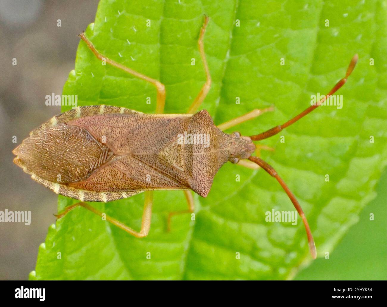 Box Bug (Gonocerus acuteangulatus Stock Photo - Alamy