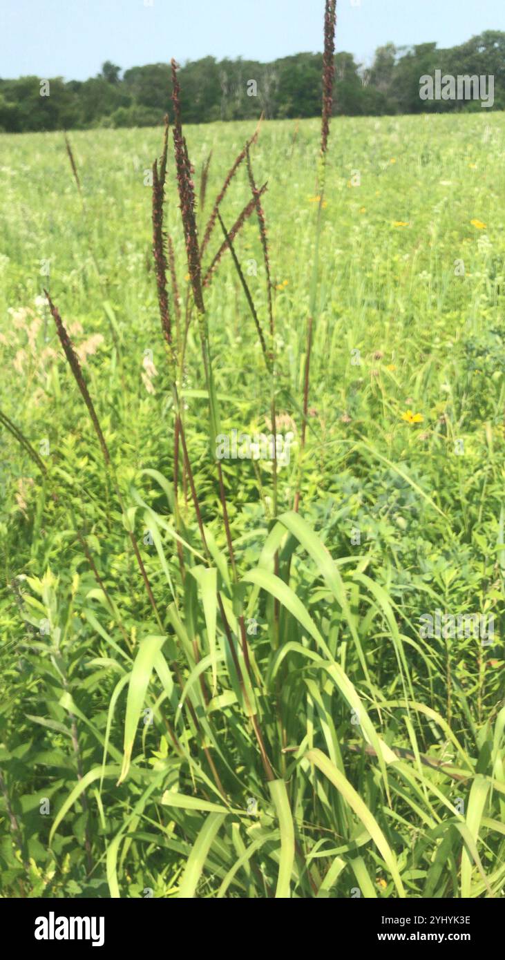 eastern gamagrass (Tripsacum dactyloides Stock Photo - Alamy