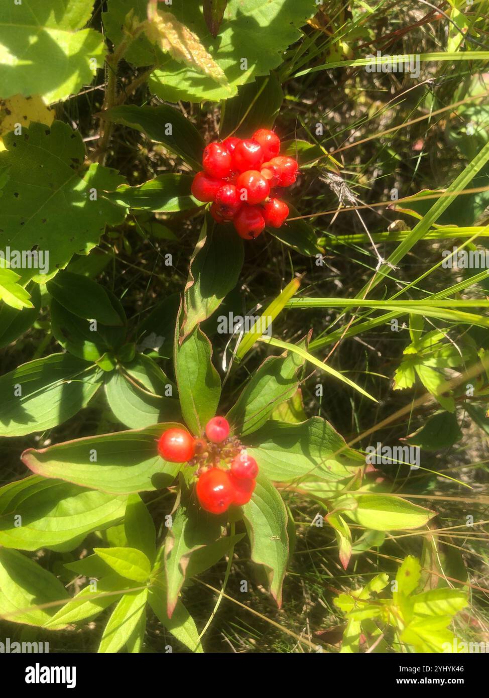 Canadian bunchberry (Cornus canadensis Stock Photo - Alamy
