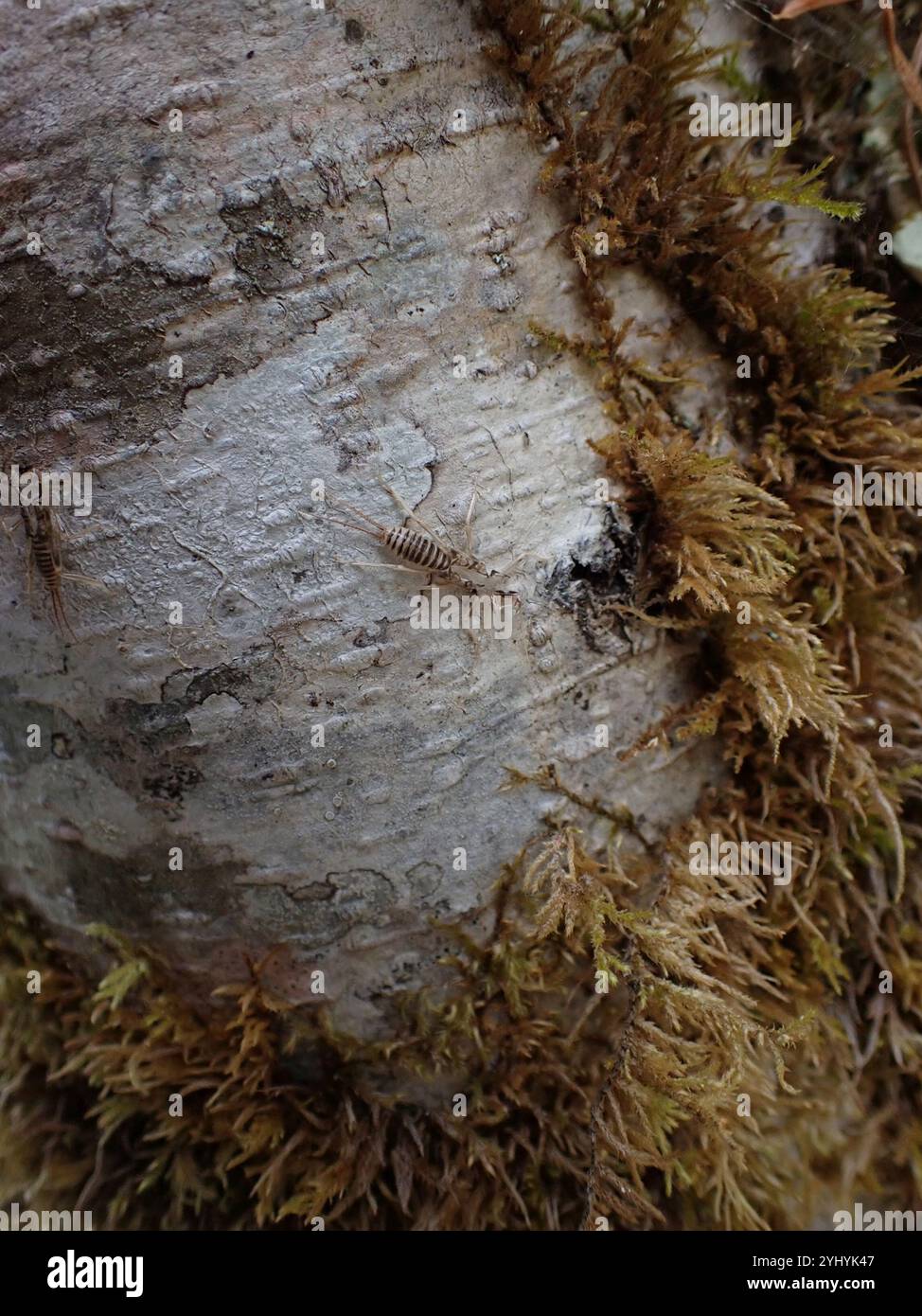 Common Stoneflies (Perlidae Stock Photo - Alamy