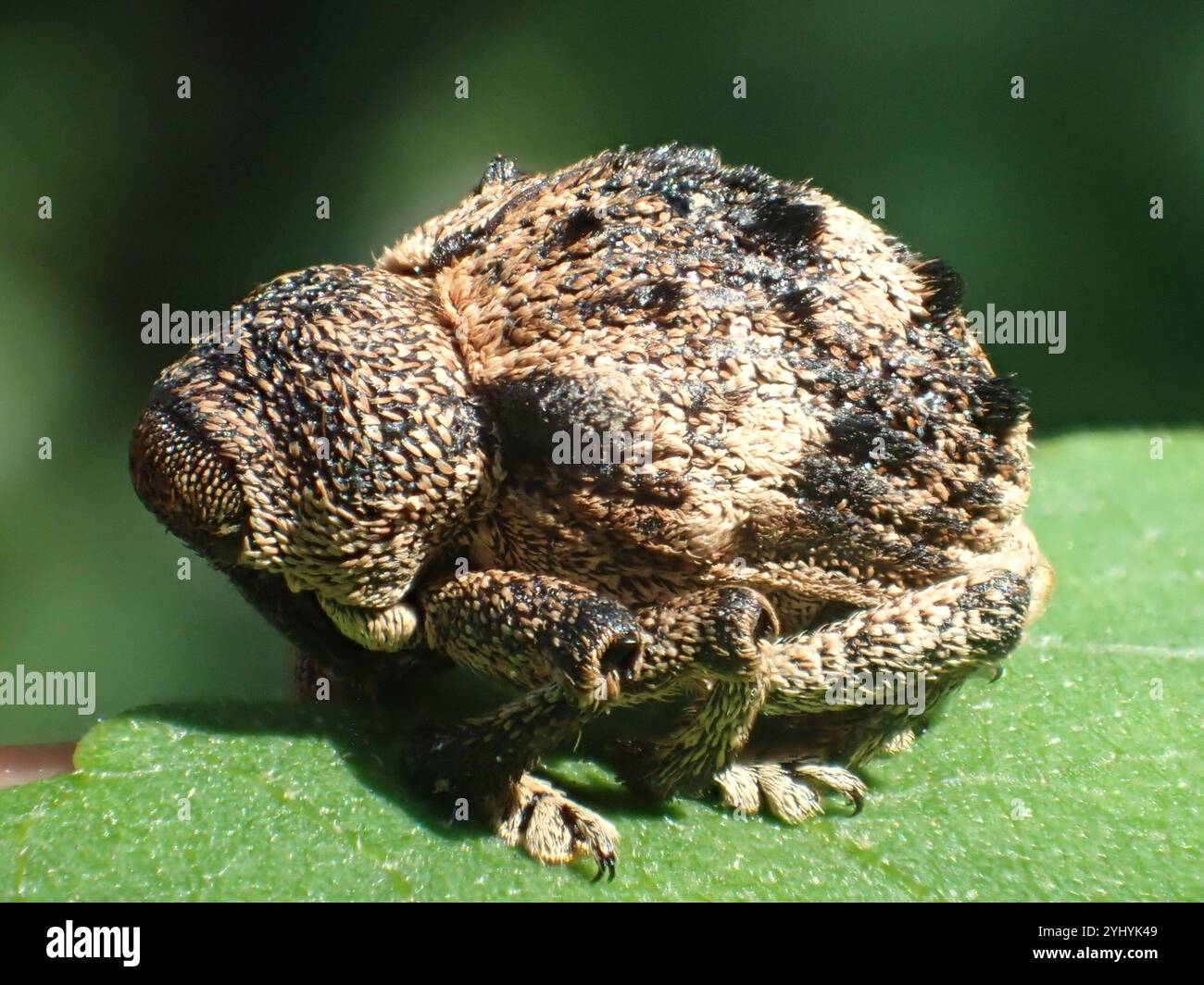 Desmidophorus hi-res stock photography and images - Alamy