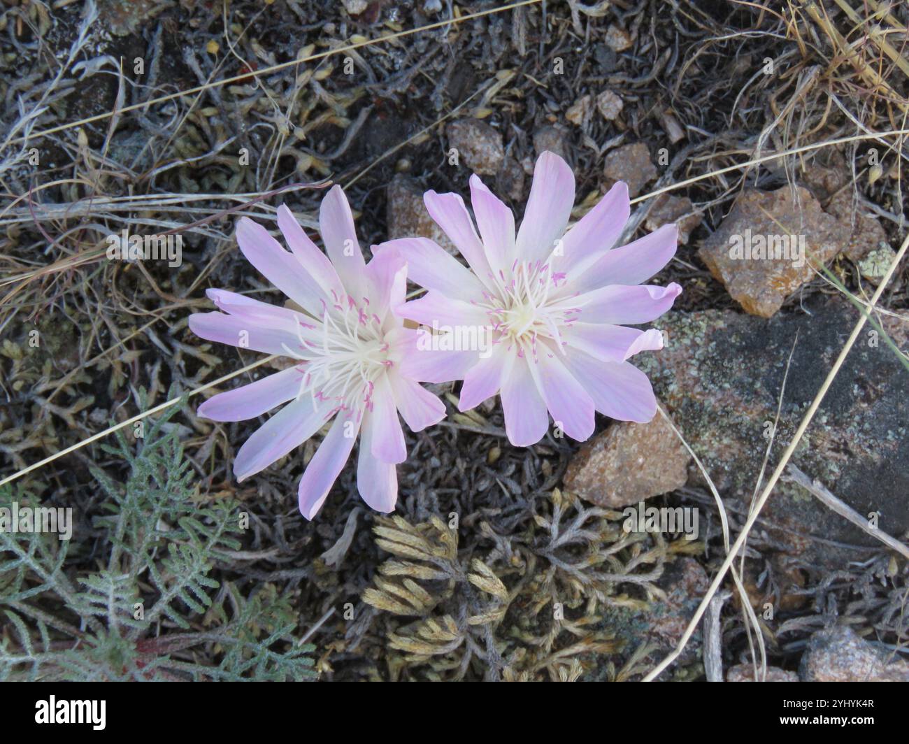 Bitterroot (Lewisia rediviva Stock Photo - Alamy