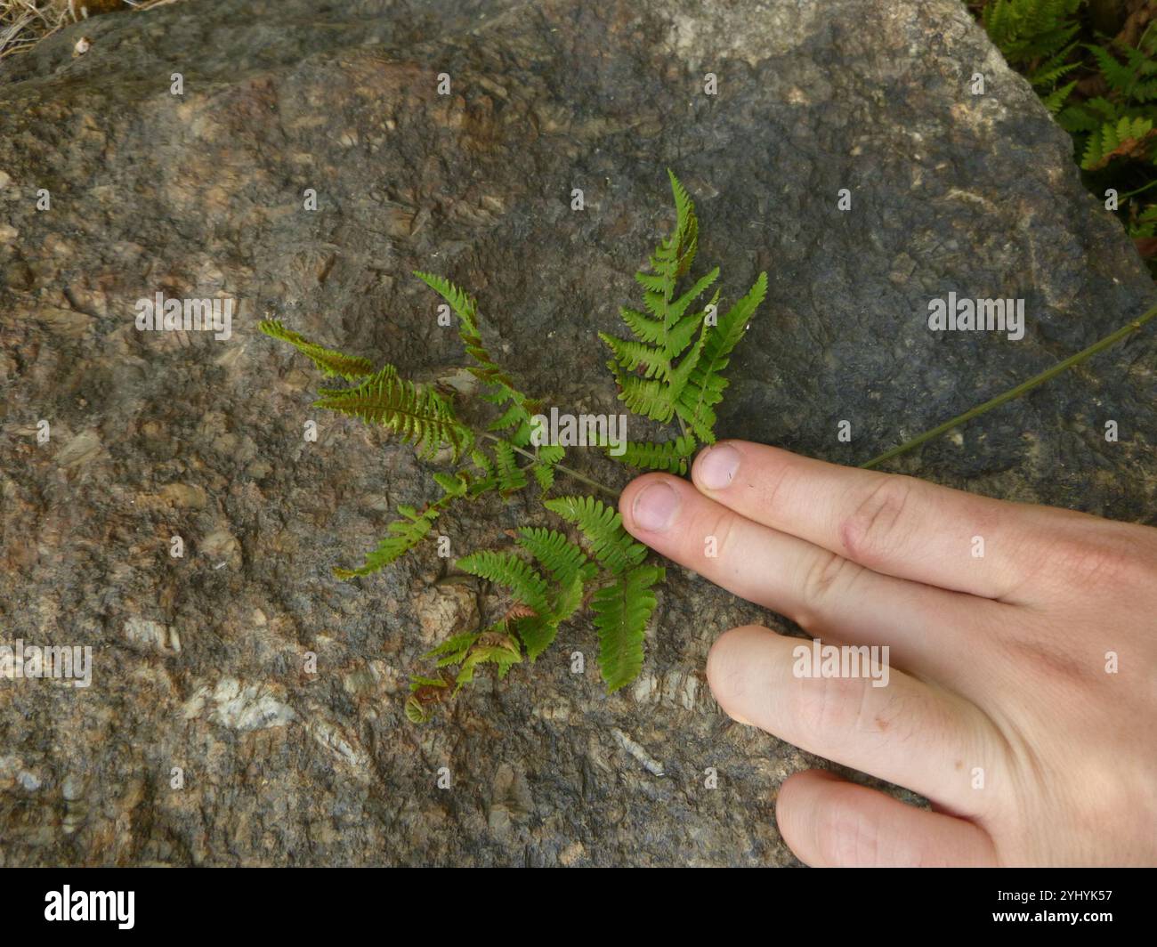 Limestone oak fern hi-res stock photography and images - Alamy