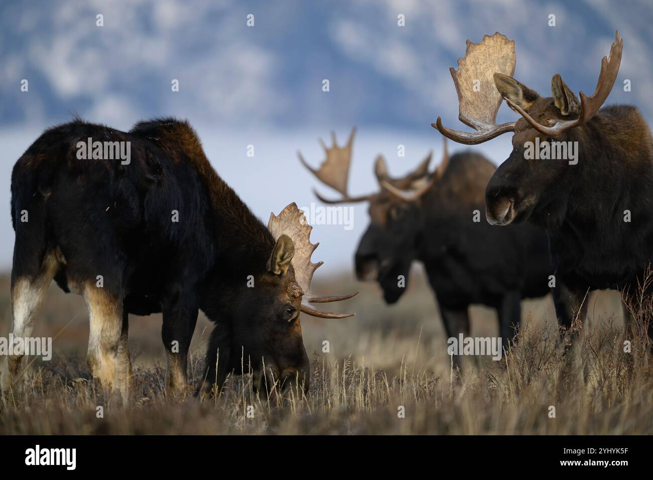 Bull moose sparring during the rut in Grand Teton National Park ...