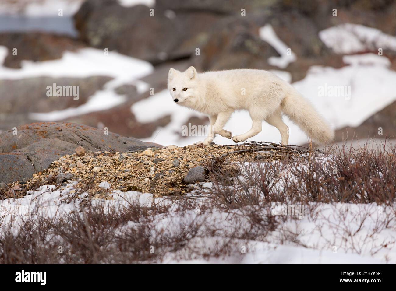 An arctic fox walks through boulders and snow as it stalks potential ...