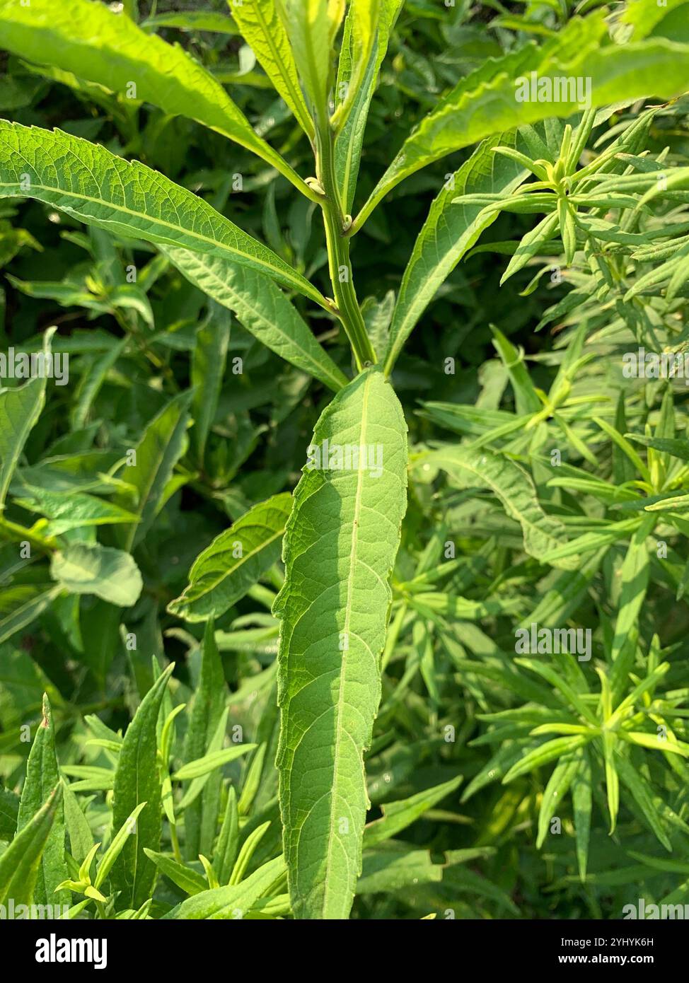 Wingstem (Verbesina alternifolia Stock Photo - Alamy