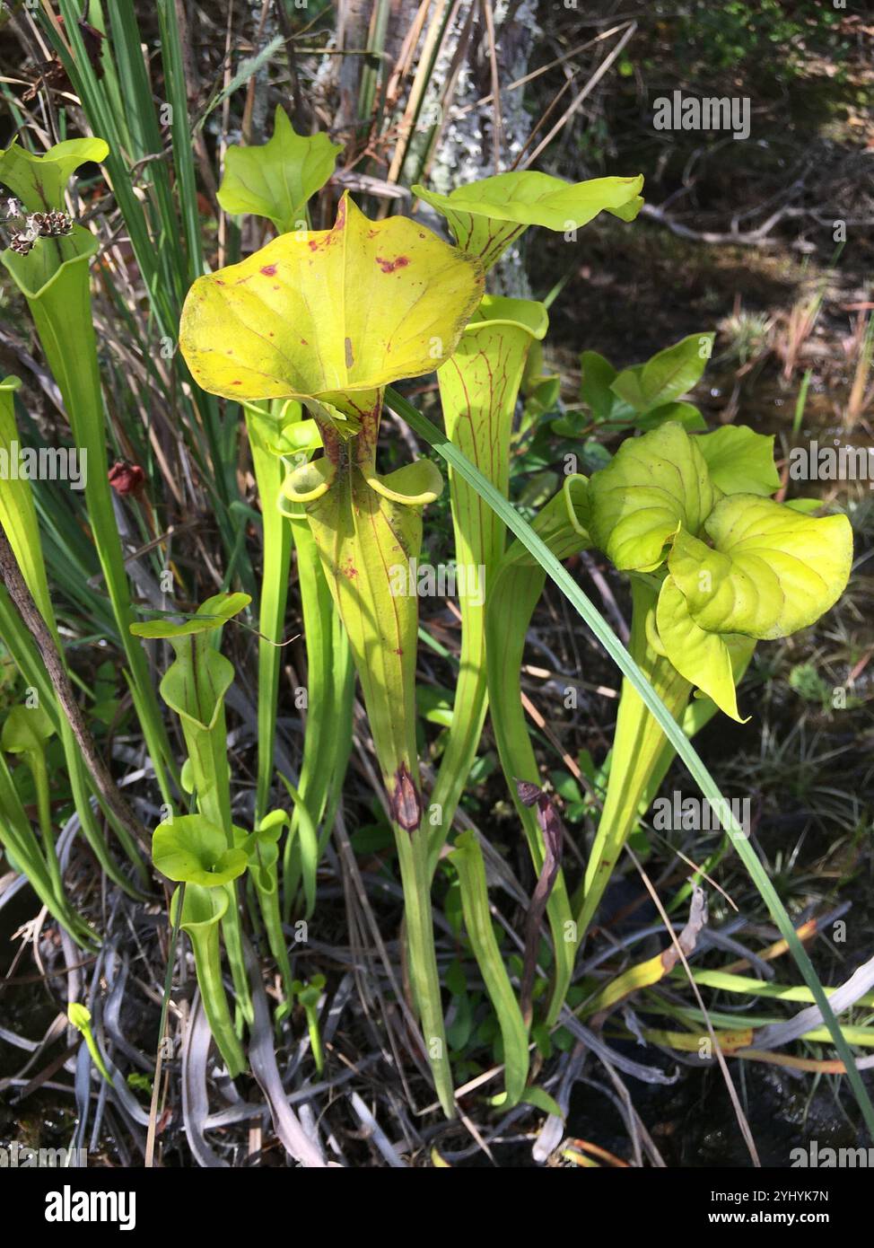 yellow pitcher plant (Sarracenia flava Stock Photo - Alamy
