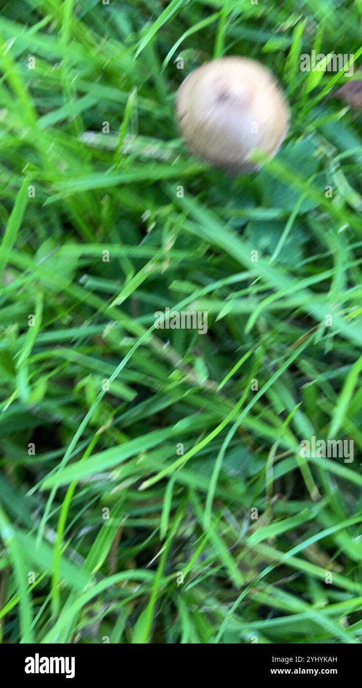 Mowers mushroom panaeolus foenisecii hi-res stock photography and ...