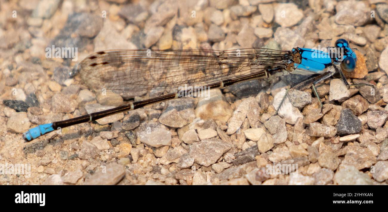 Blue-fronted Dancer (Argia apicalis Stock Photo - Alamy