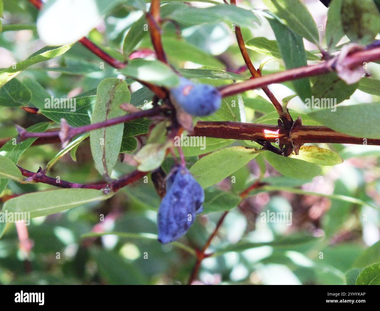 (Lonicera caerulea altaica Stock Photo - Alamy
