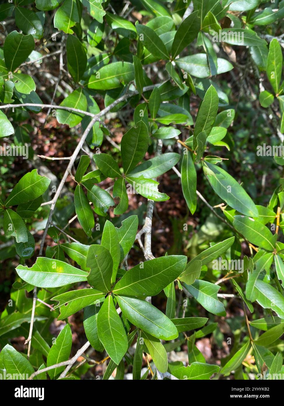 Darlington Oak (Quercus hemisphaerica Stock Photo - Alamy