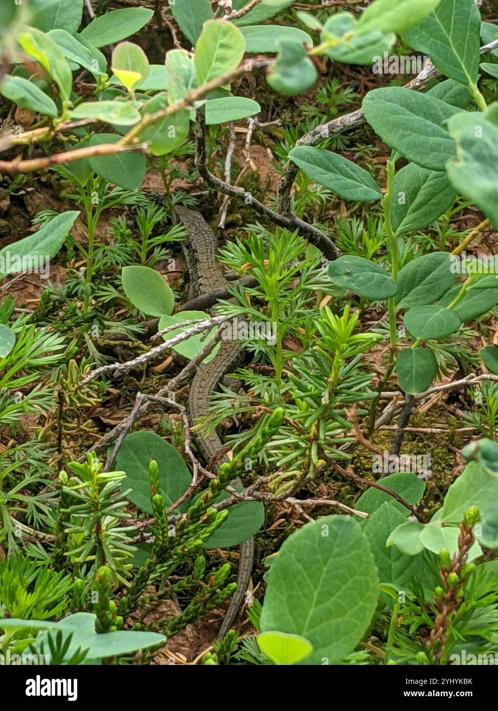 Northern Alligator Lizard (Elgaria coerulea Stock Photo - Alamy