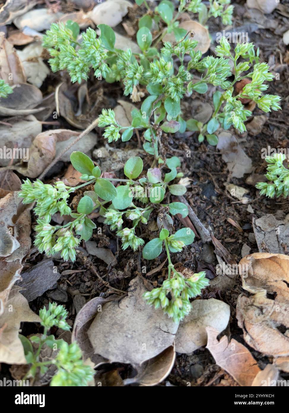 fourleaf manyseed (Polycarpon tetraphyllum Stock Photo - Alamy